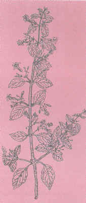 La leyenda de la peperina Susana Dillon